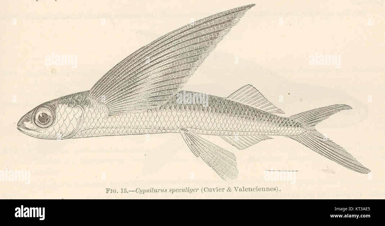 Cypsilurus speculiger, a species of fish described by Cuvier ...