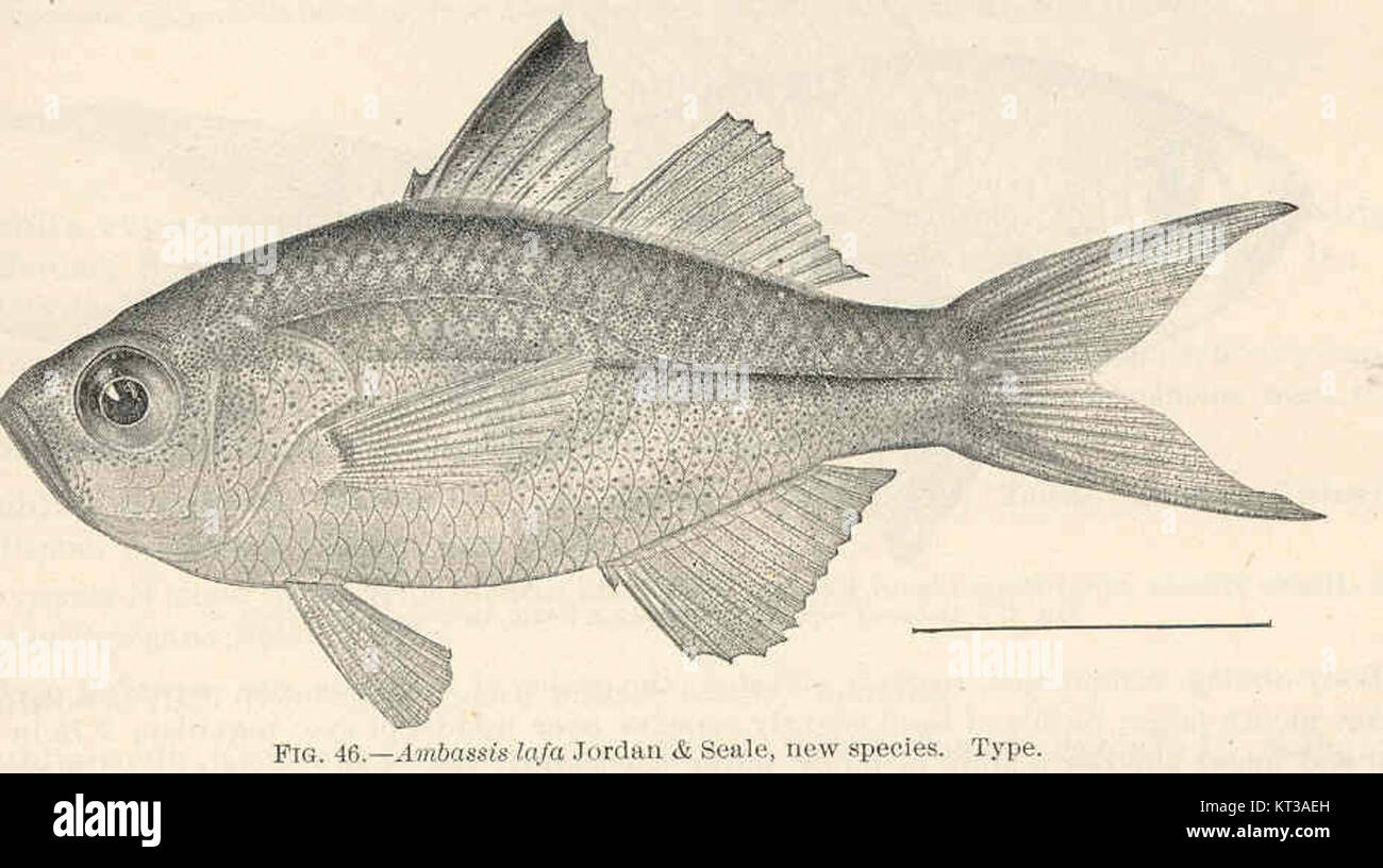 Ambassis lafa Jorda 7 Seale is a newly identified species of fish ...