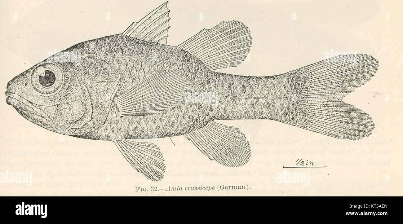 Amia crassiceps, also known as the bowfin, is a species of freshwater ...