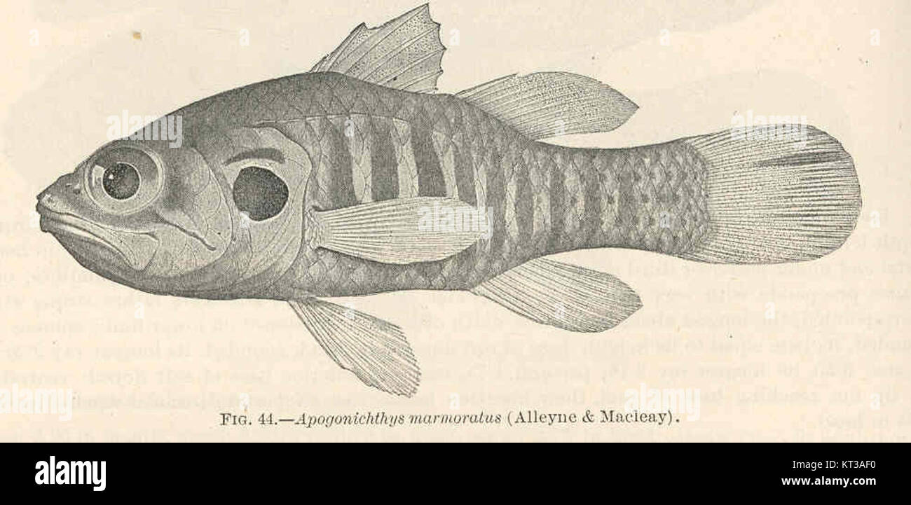 Apogonichthys marmoratus, a species of fish described by Alleyne ...