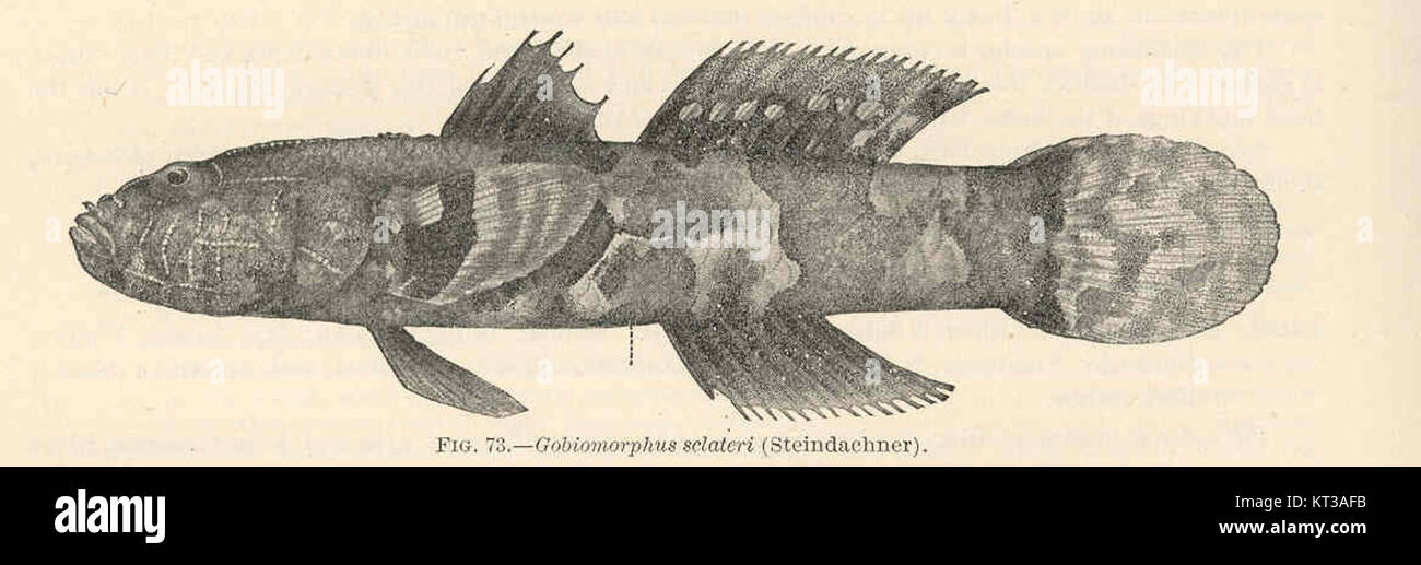 Gobiomorphus sclateri, also known as Sclater's mudfish, is a species of ...