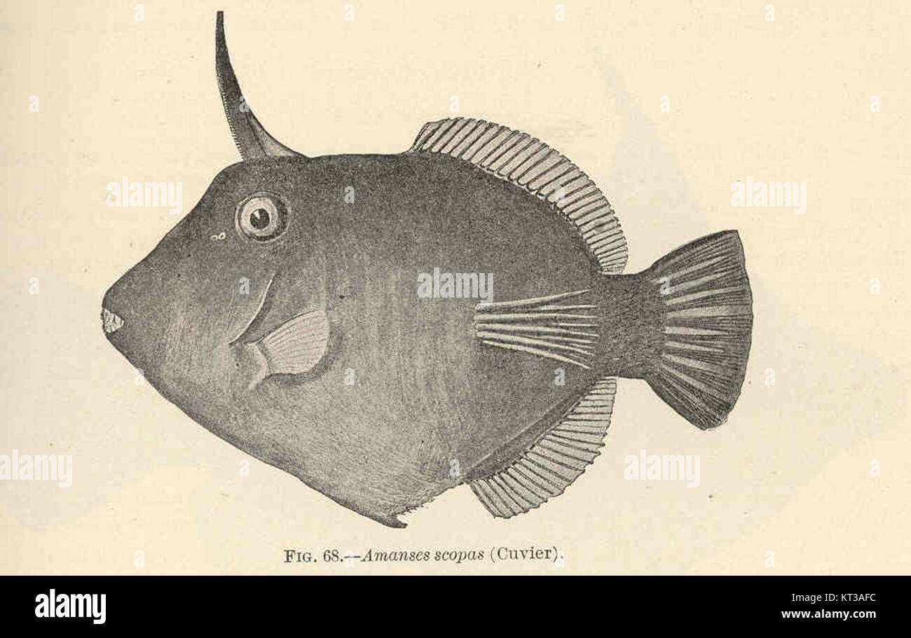 Scopas hi-res stock photography and images - Alamy