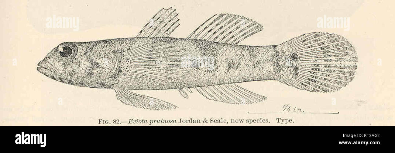 Eviota pruinosa is a newly identified species of fish described by ...