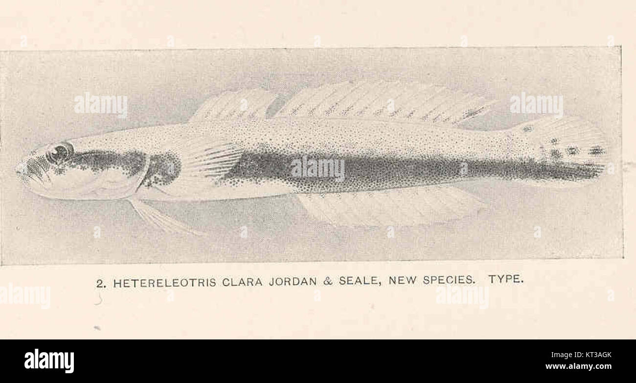 Hetereleotris clara Jordan & Seale, a newly identified species, is a ...