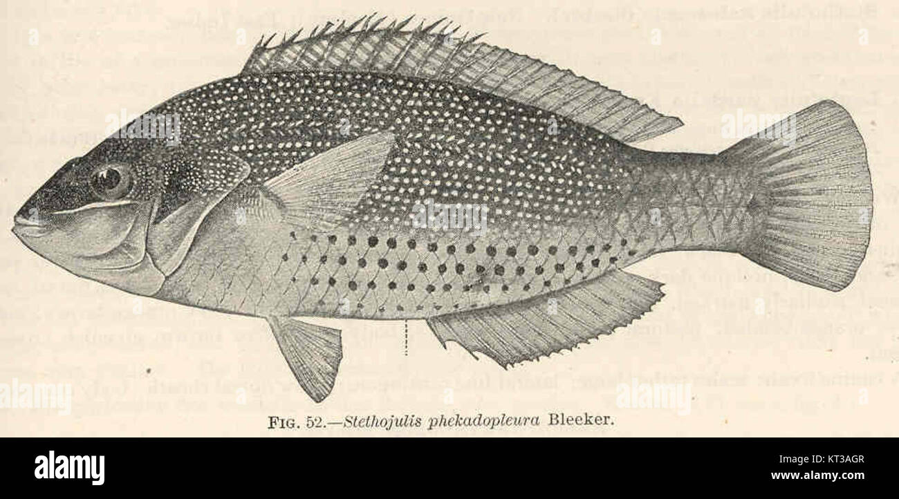 Stethojulis phekadopleura, identified by Bleeker, is a species of fish ...