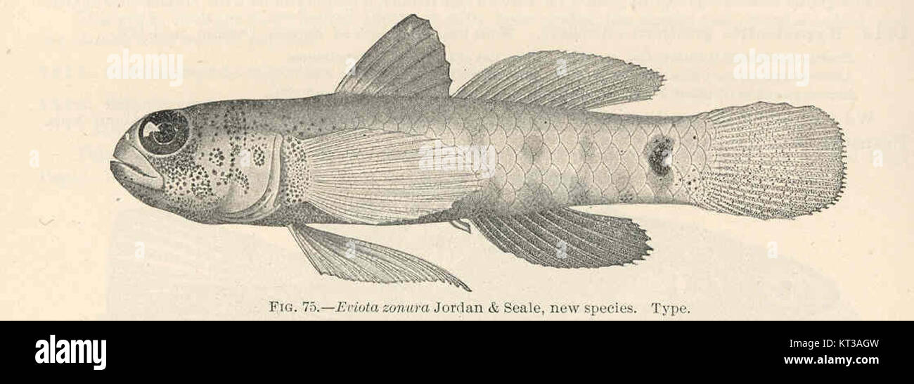 Eviota zonura is a new species of fish discovered by Jordan & Seale ...