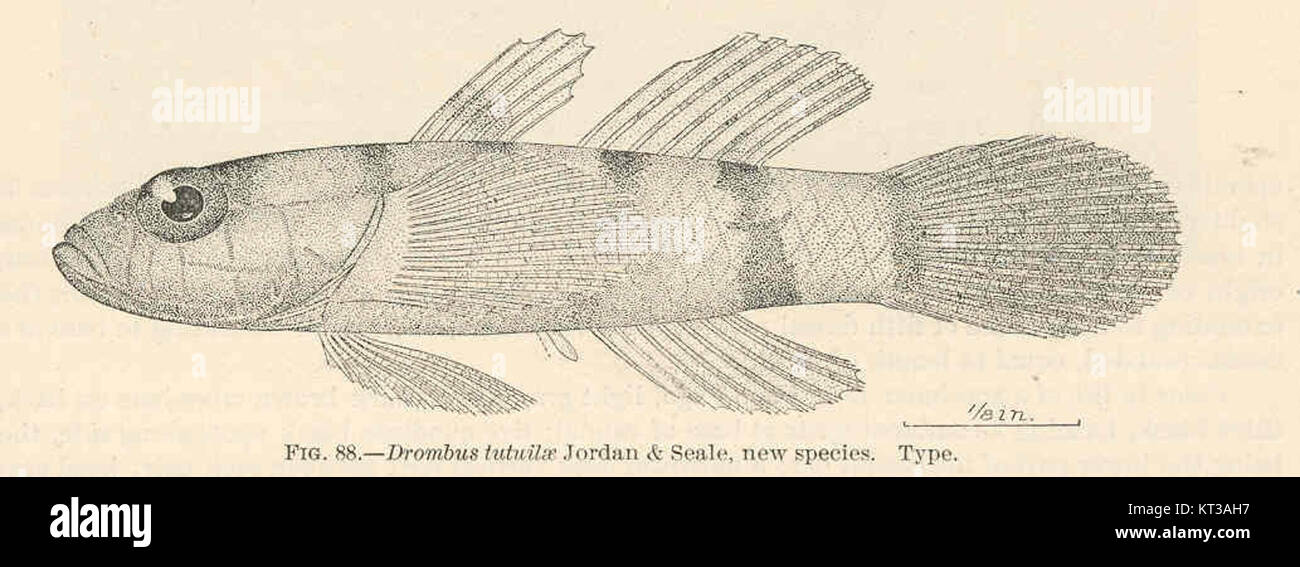 The species *Drombus tutuilae*, described by Jordan and Seale, is a ...