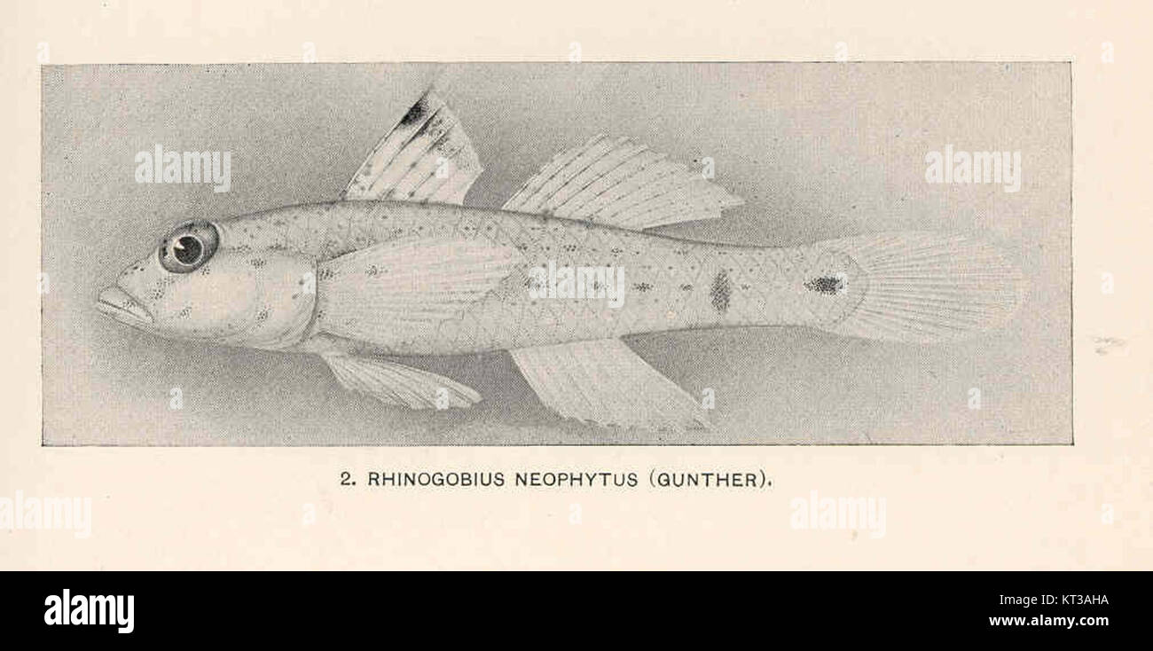 Rhinogobius neophytus, commonly known as the new goby species, is a ...