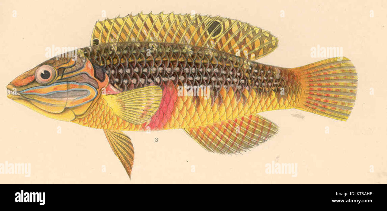 Halichoeres opercularis, a species of wrasse fish, described by Gunther ...