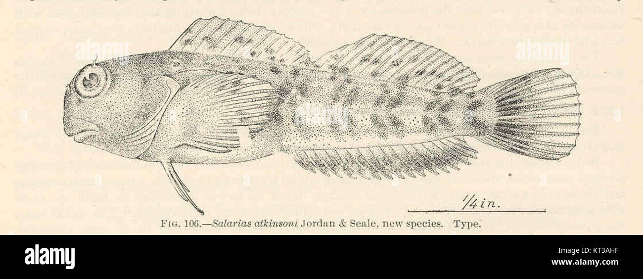 Salarias atkinsoni, described by Jordan and Seale, is a species of fish ...