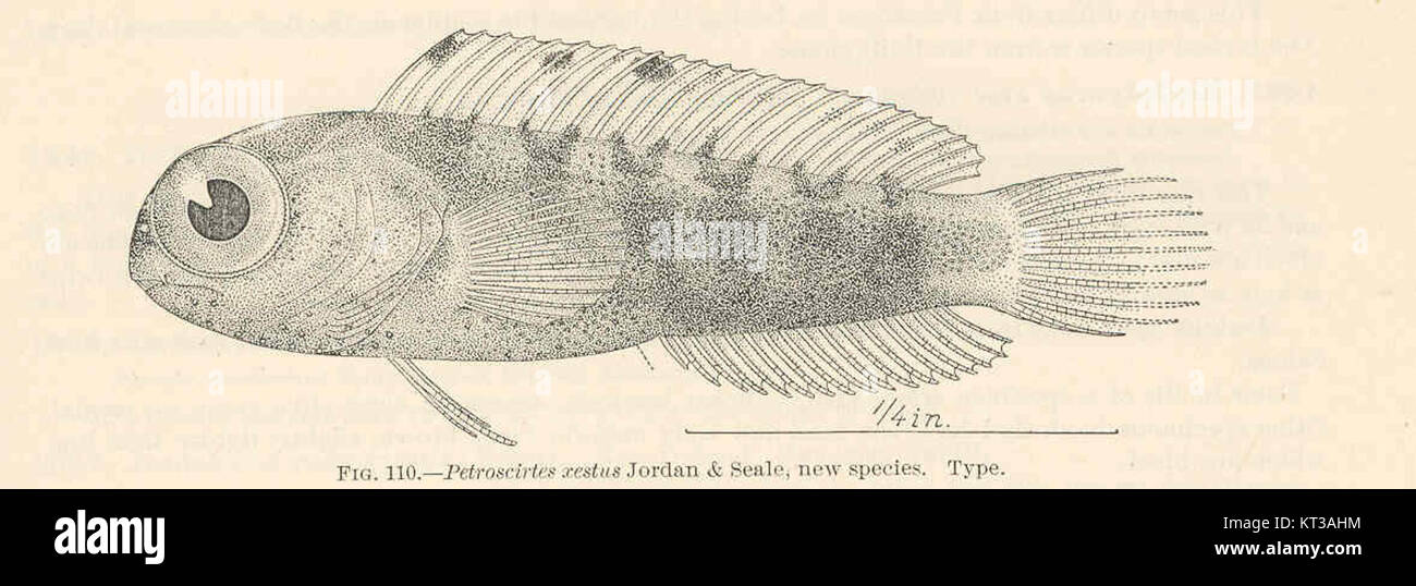 Petroscirtes xestus is a newly discovered species in the Jordan & Seale ...
