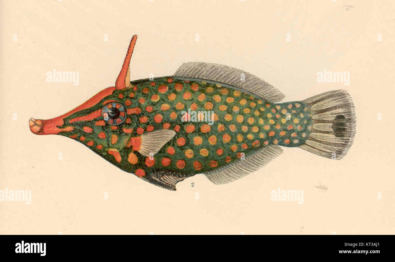 Long nosed filefish hi-res stock photography and images - Alamy