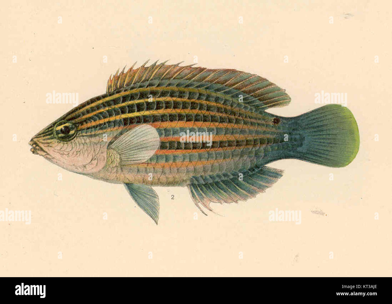 Pseudocheilinus hexataenia, also known as the six-lined wrasse, is a ...
