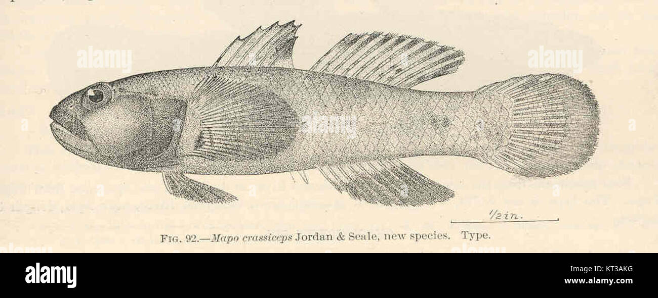 39762 Mapo crassiceps, described by Jordan and Seale, is a newly ...