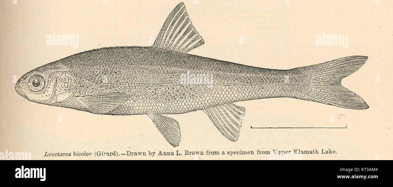 Leuciscus bicolor, commonly known as the river chub, is a species of ...