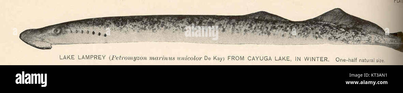 The Lake Lamprey (Petromyzon marinus unicolor) is a parasitic fish ...