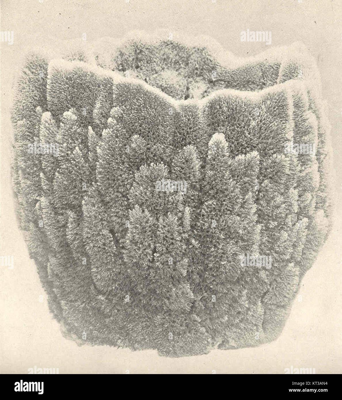 39802 Grass Sponge From Anciote Keys Diameter, 9 inches Stock Photo - Alamy