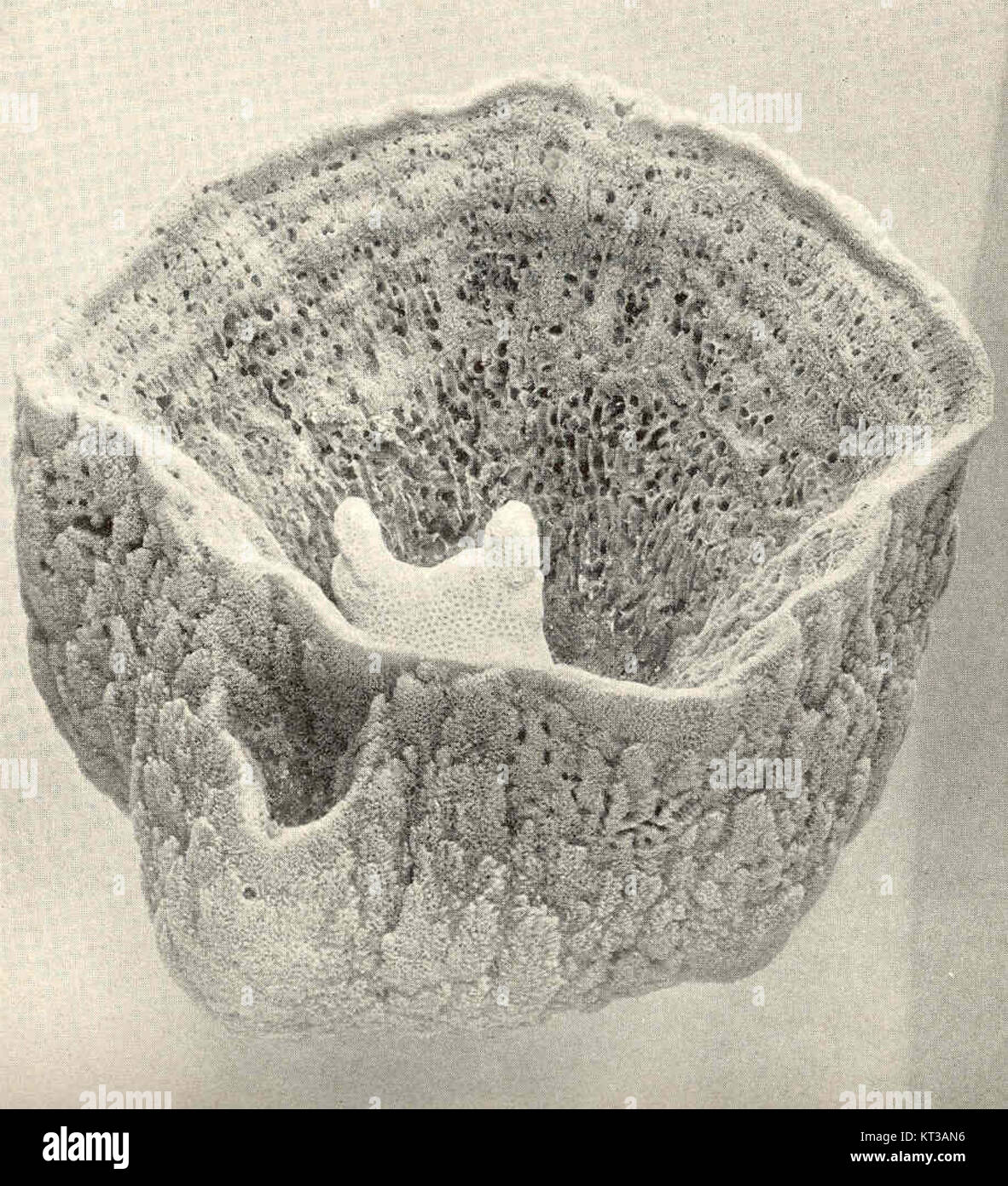 This specimen of a grass sponge, found in the Anciote Keys, contains a ...
