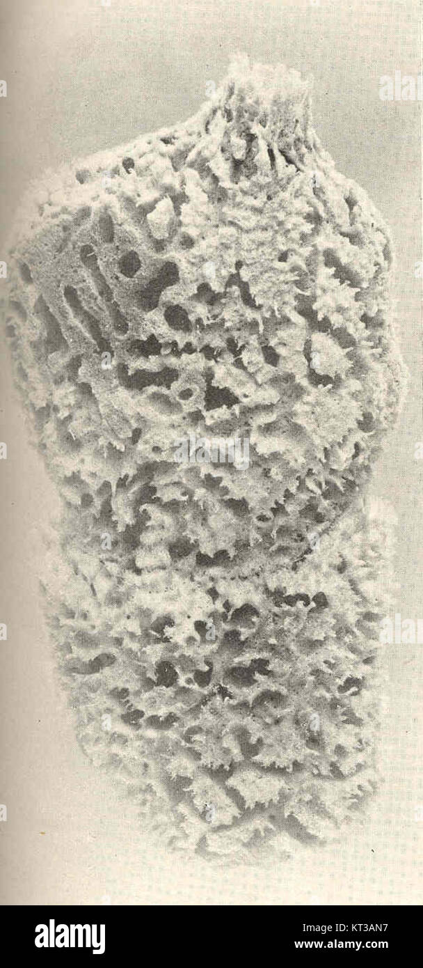 Sheepswool sponges, shown growing on top of each other and perforated ...