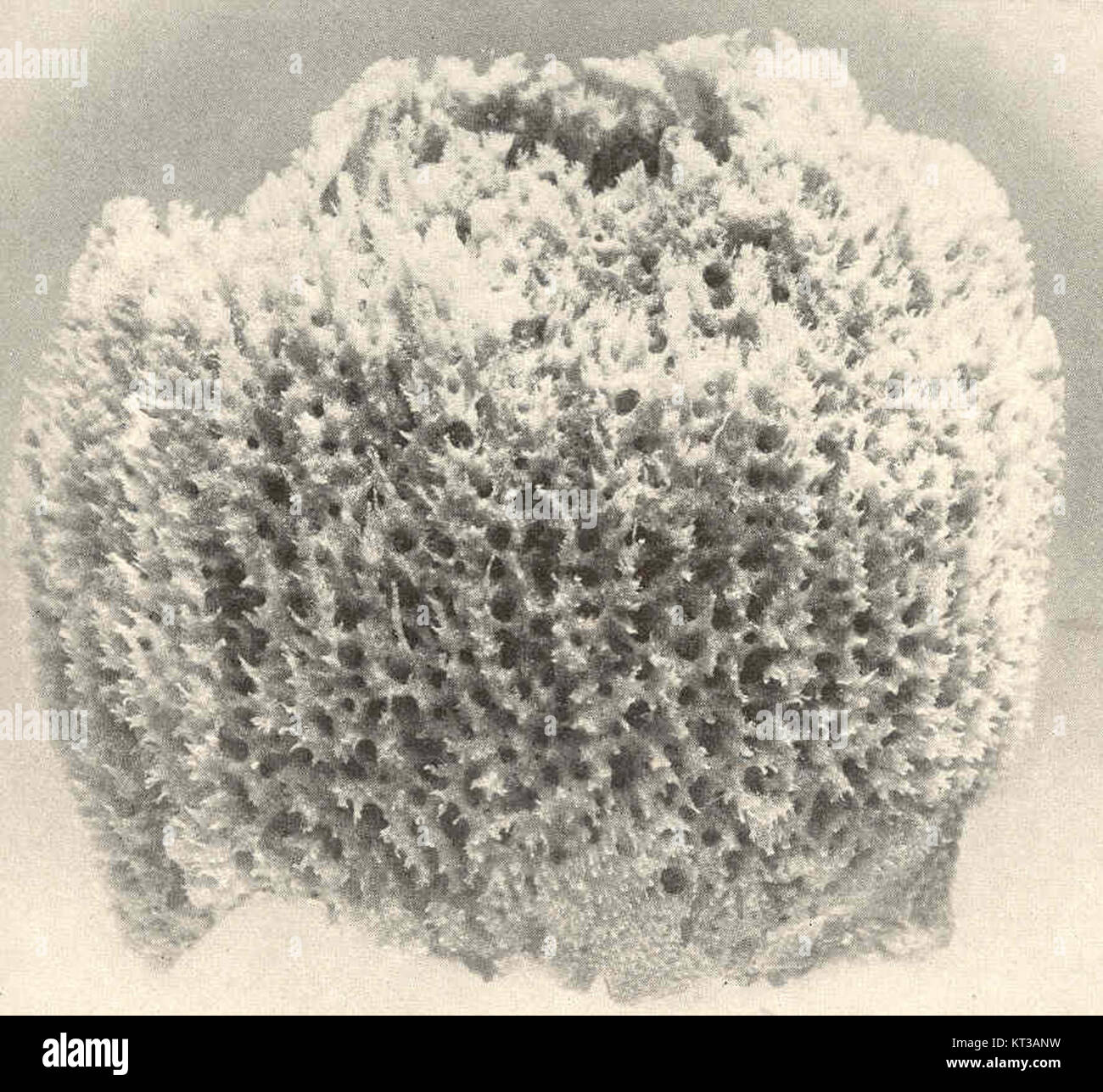 The Glove Sponge (Callyspongia vaginalis), identified as specimen ...