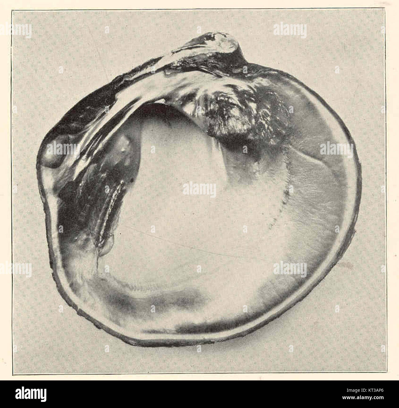 Mississippi valley type hi-res stock photography and images - Alamy