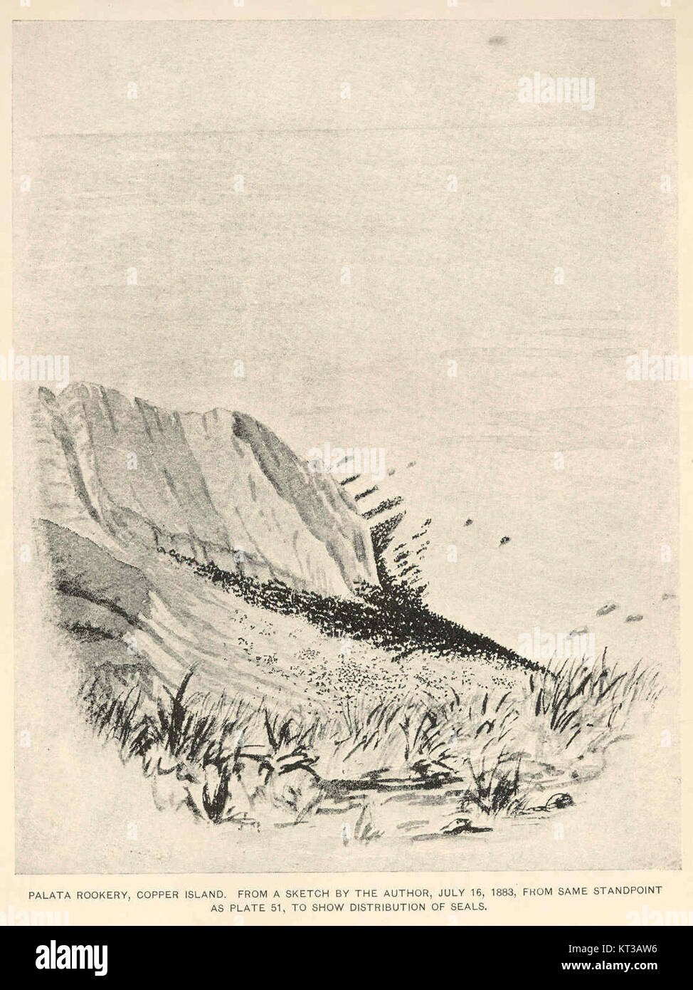 39914 Palata Rookery, Copper Island, from a Sketch by the Author, July ...