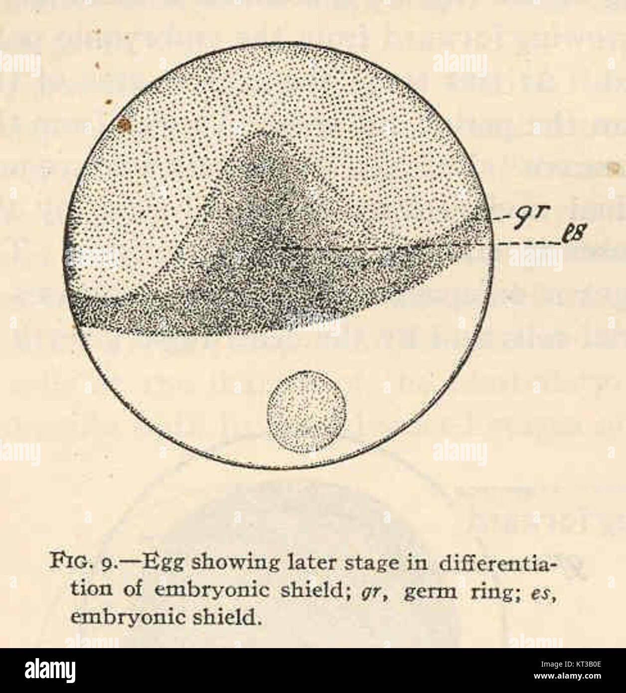 This image depicts the later stages of embryonic development of ...