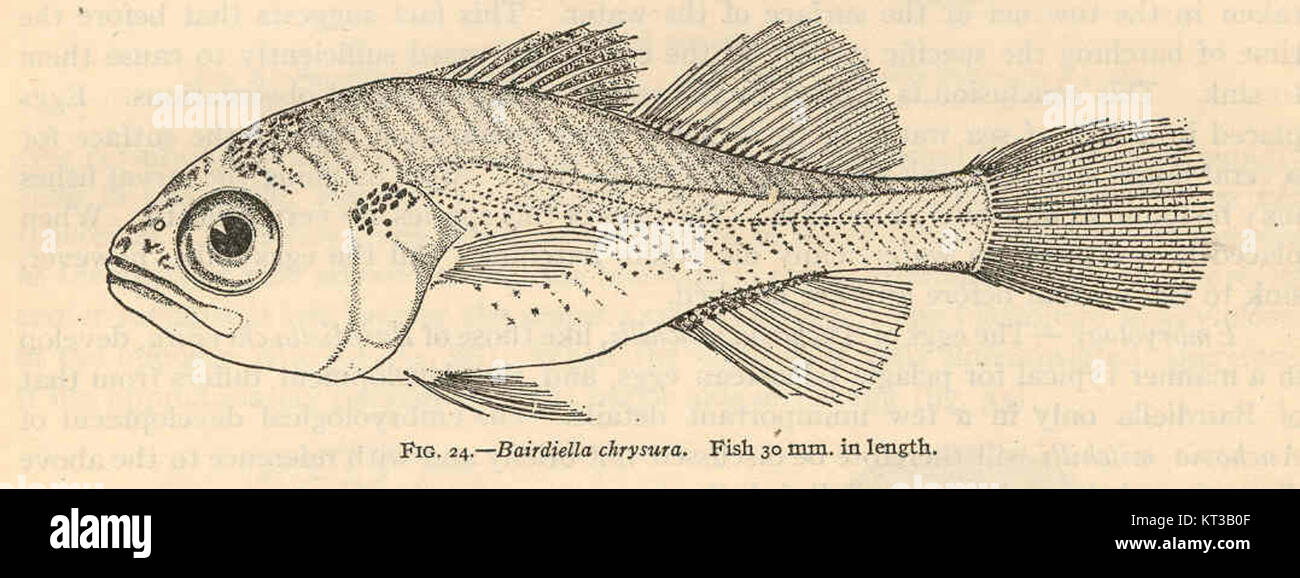 The Bairdiella chrysura, also known as the southern sea catfish, is a ...