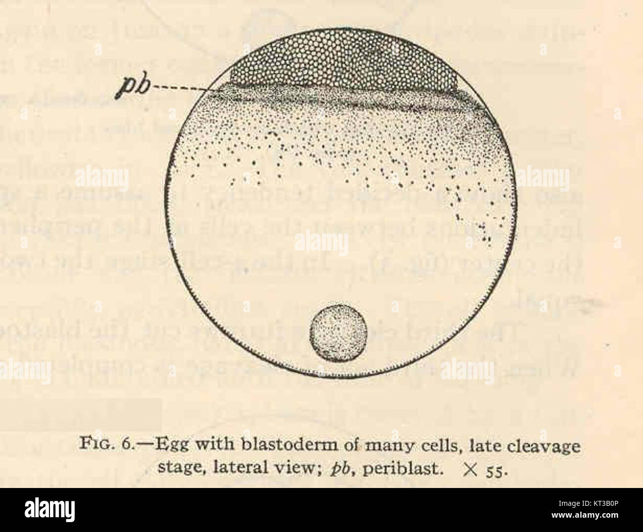 Bairdiella chrysura, a species of fish, with its egg in the late ...
