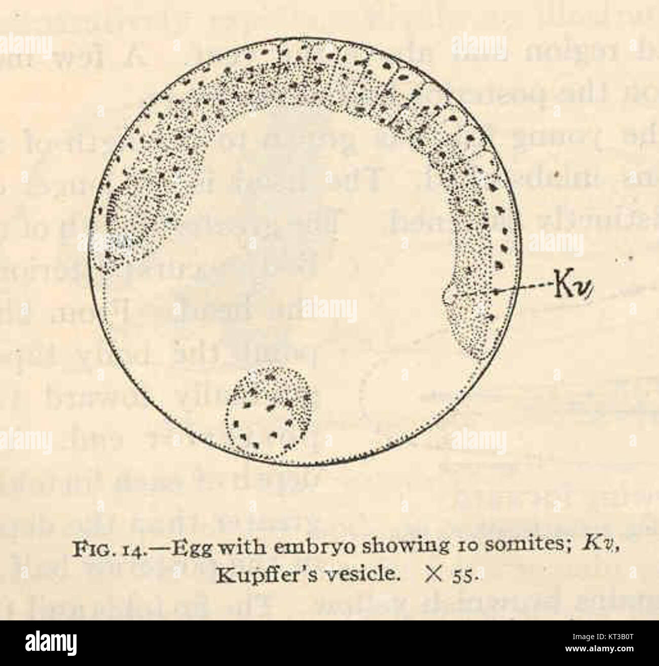 Scientific illustration of the egg of Bairdiella chrysura, a fish ...