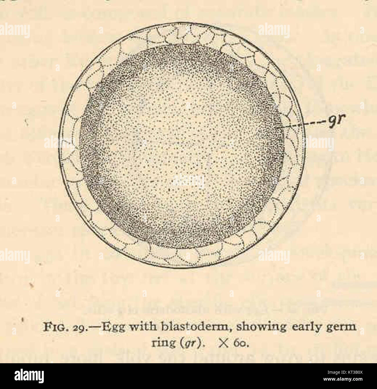 The image shows the early developmental stages of Anchovia mitchilli ...
