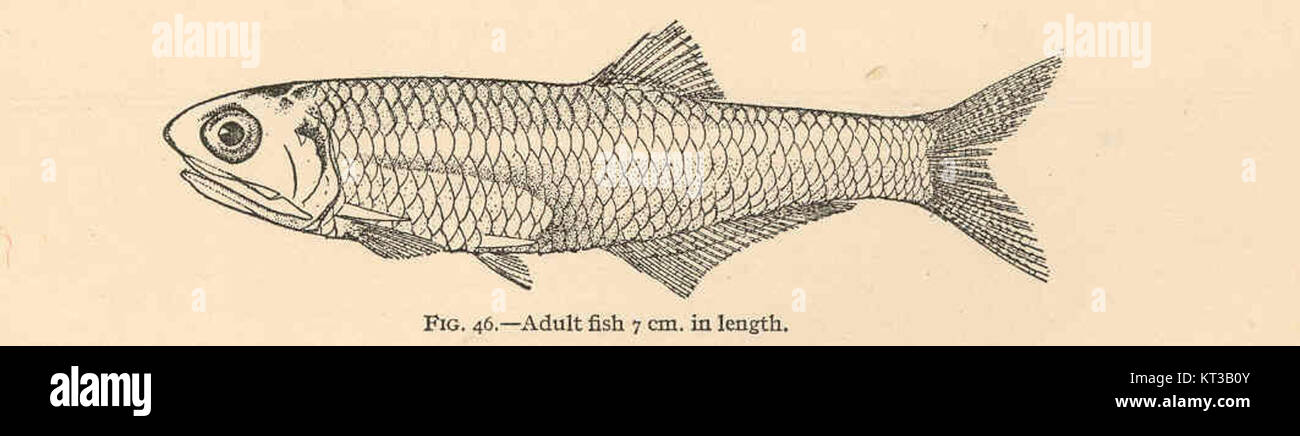 40005 Anchovia mitchilli- Adult fish 7 cm in length Stock Photo - Alamy