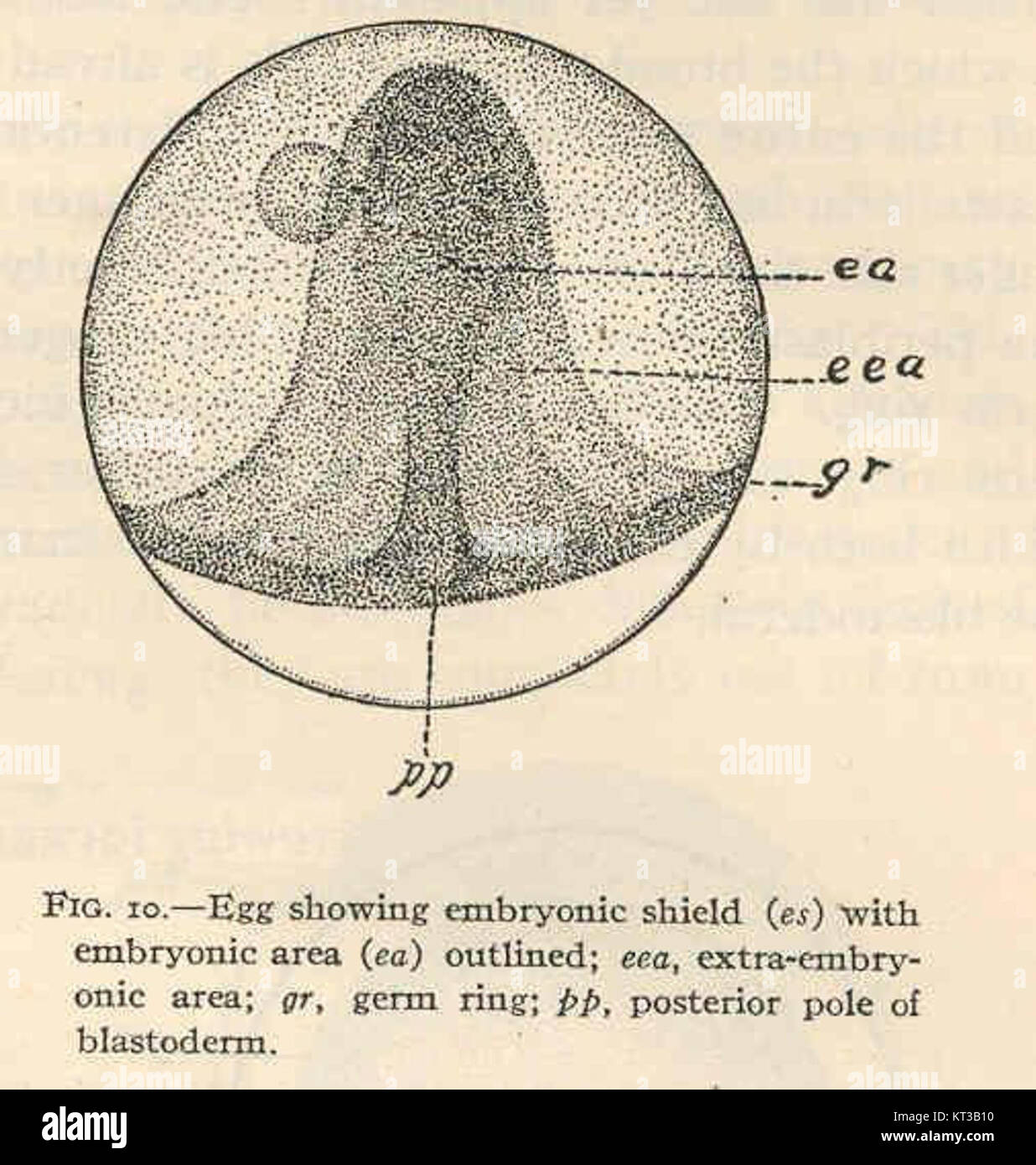 This image shows the egg of the Bairdiella chrysura, with the embryonic ...