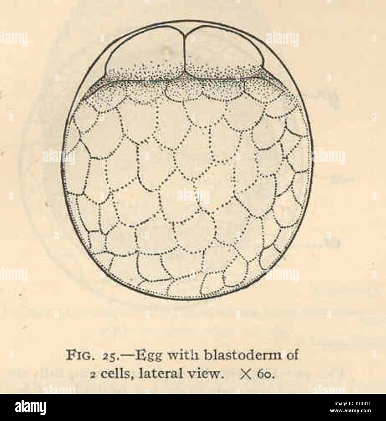 This image shows an egg of Anchovia mitchilli, a species of fish ...