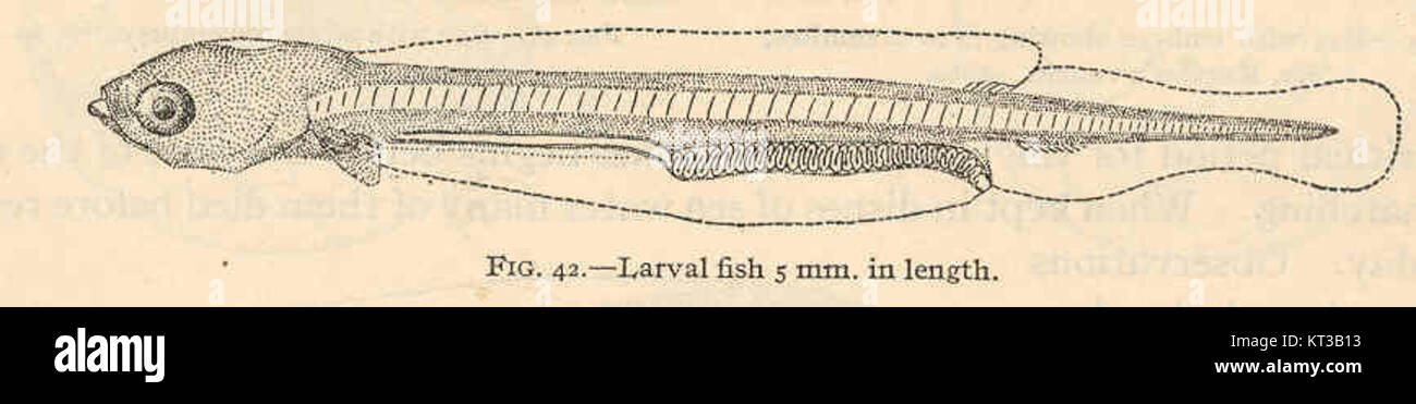 40008 Anchovia mitchilli- Larval fish 5 mm in length Stock Photo - Alamy
