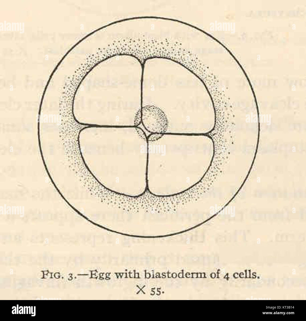 This image depicts the egg of a Bairdiella chrysura, a species of fish ...
