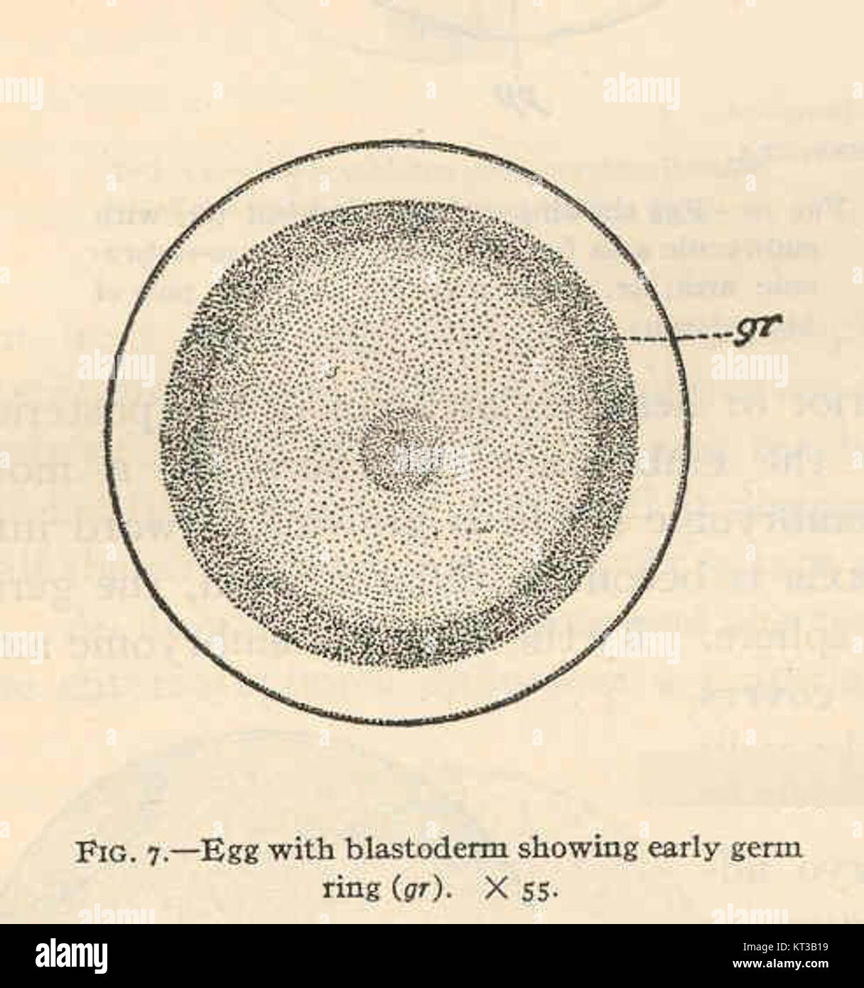 The image shows an egg of Bairdiella chrysura with its blastoderm ...
