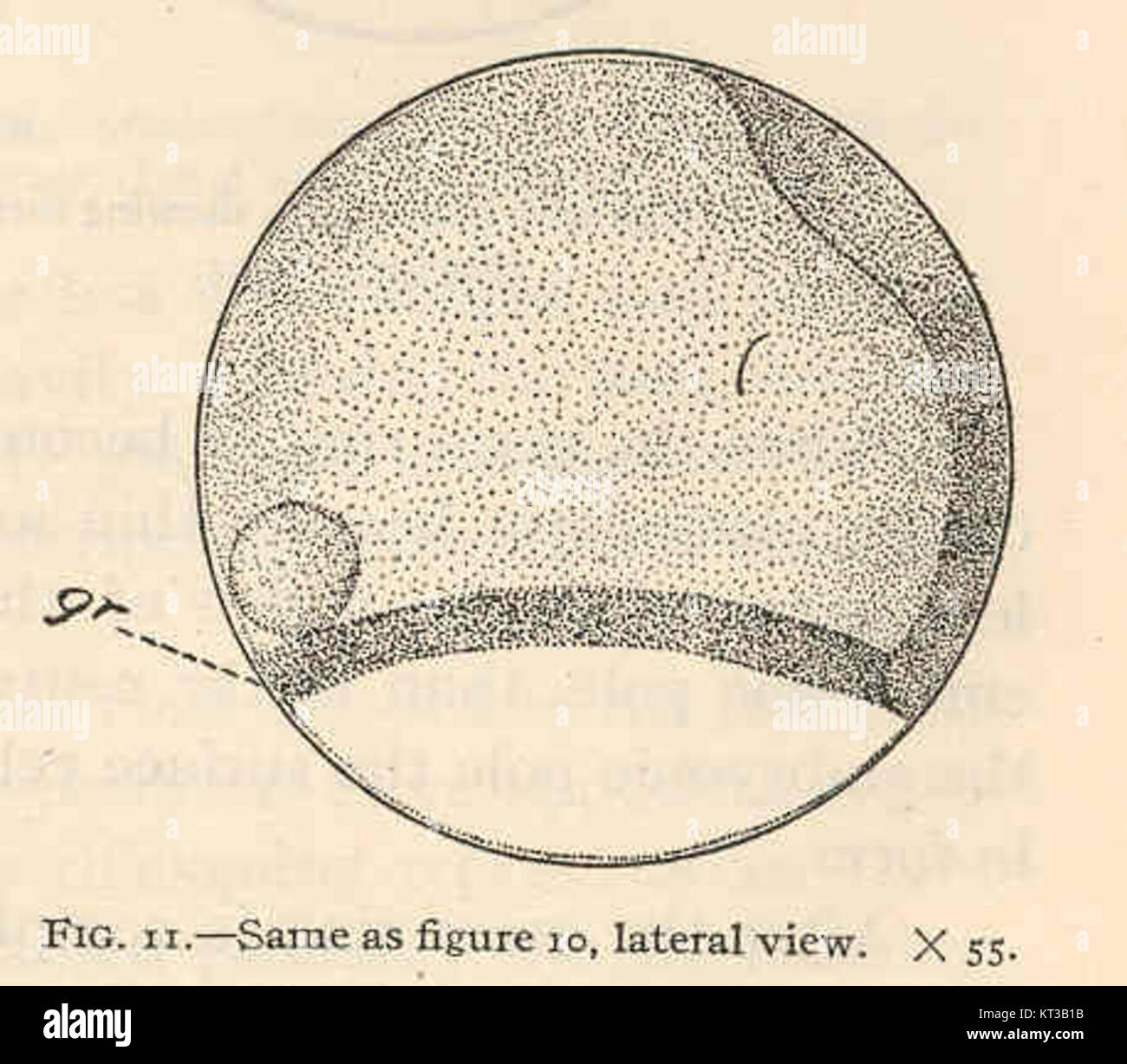 The image depicts the egg of a Bairdiella chrysura, a species of fish ...