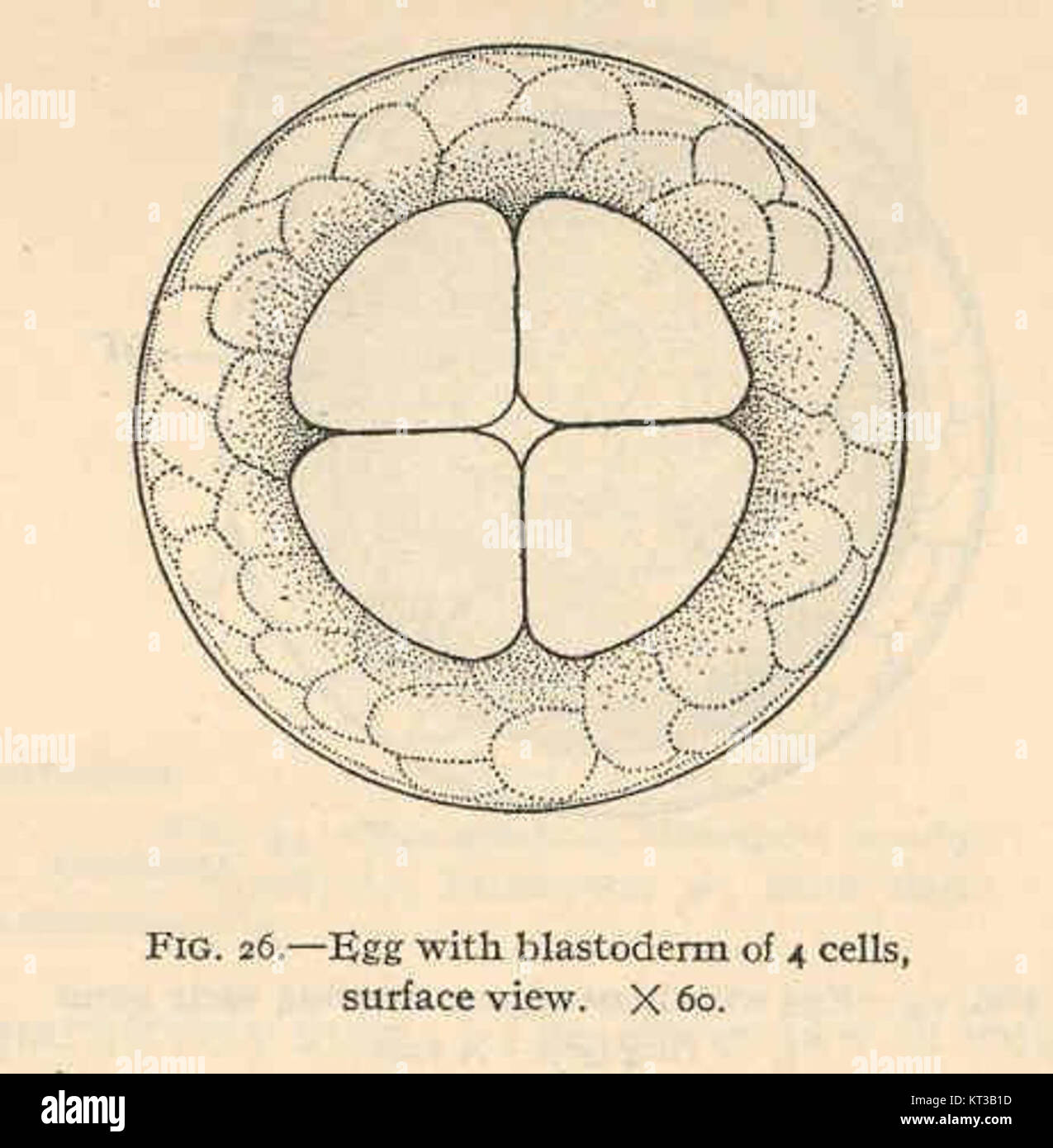 Embryological stage hi-res stock photography and images - Alamy