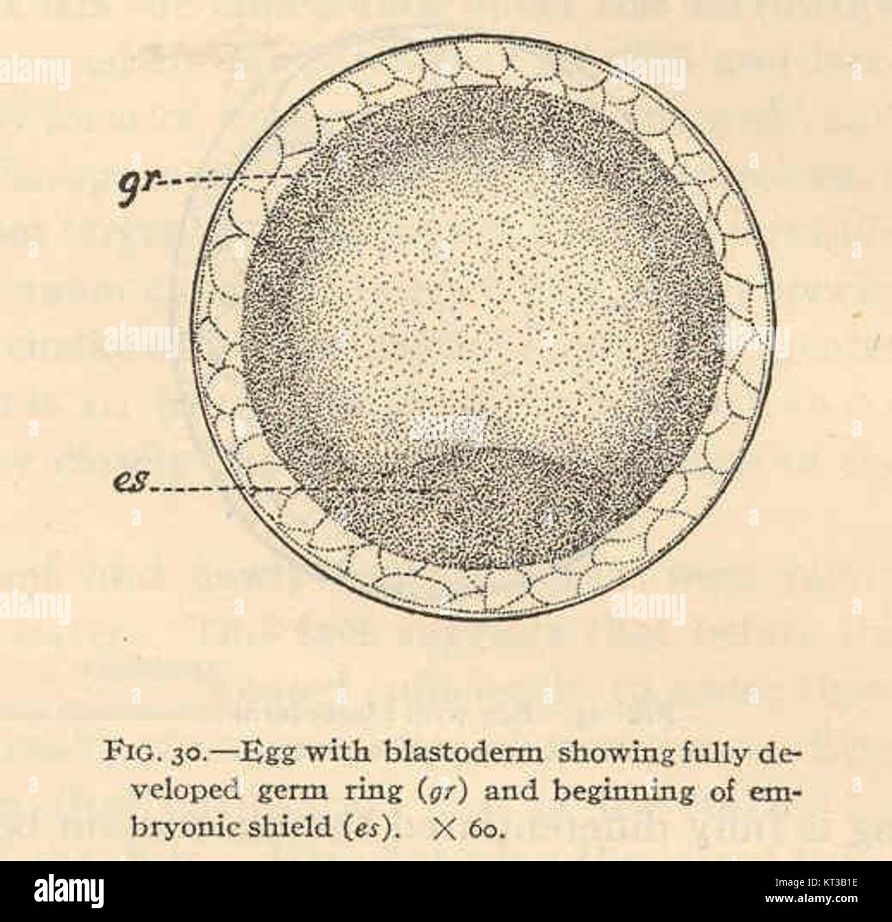 This image shows the egg of an Anchovia mitchilli, featuring the fully ...