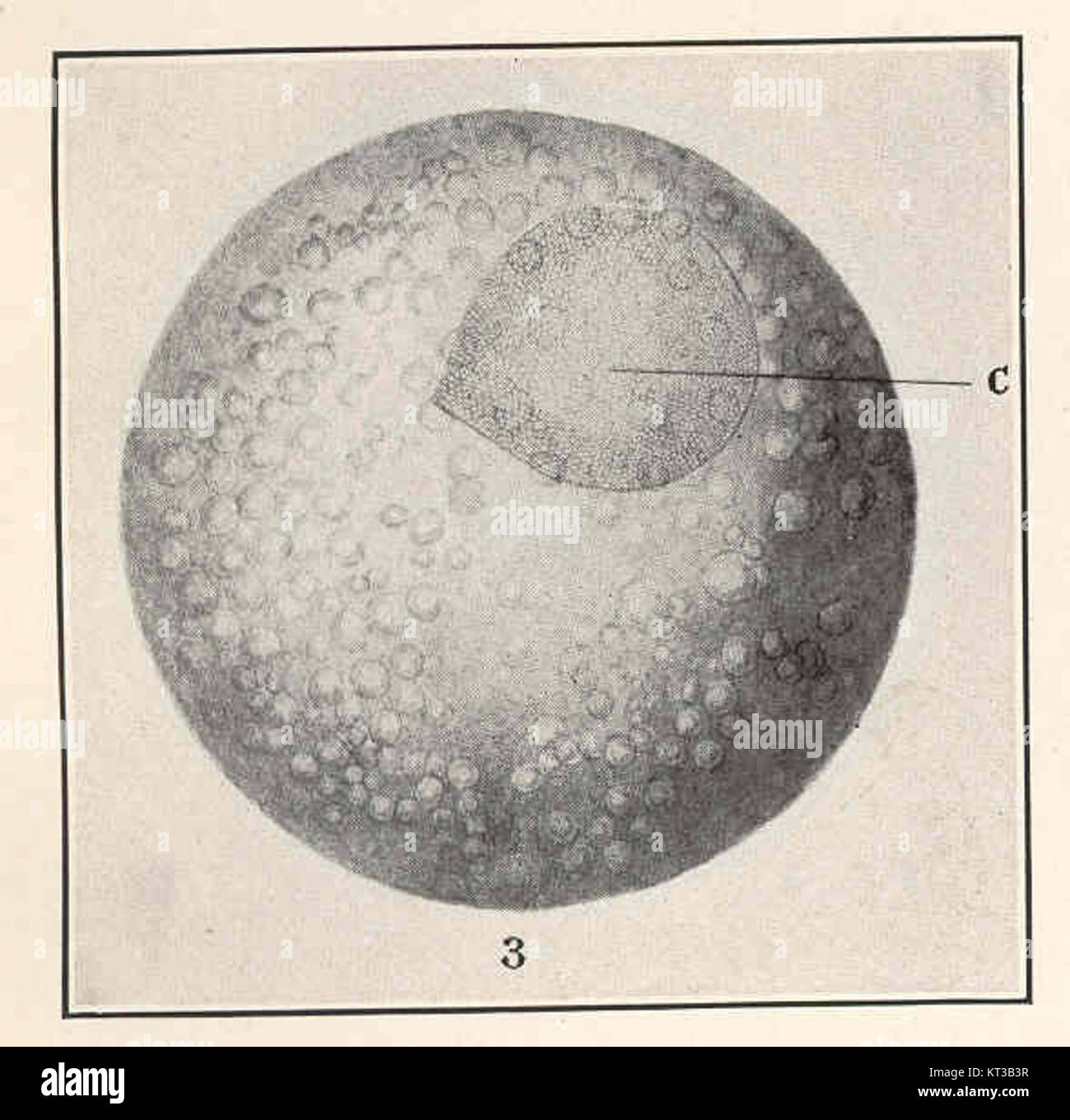 The Gambusia affinis ovum with blastoderm is a biological specimen used ...