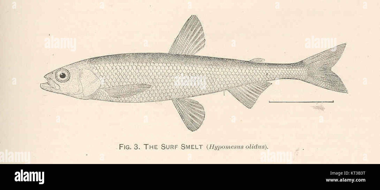 Historical fish can hi-res stock photography and images - Alamy