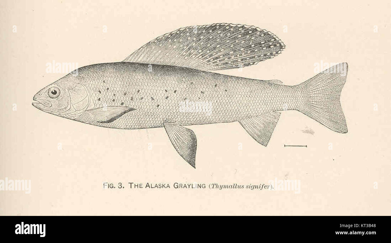 The Alaska Grayling (Thymallus signifer) is a species of freshwater ...