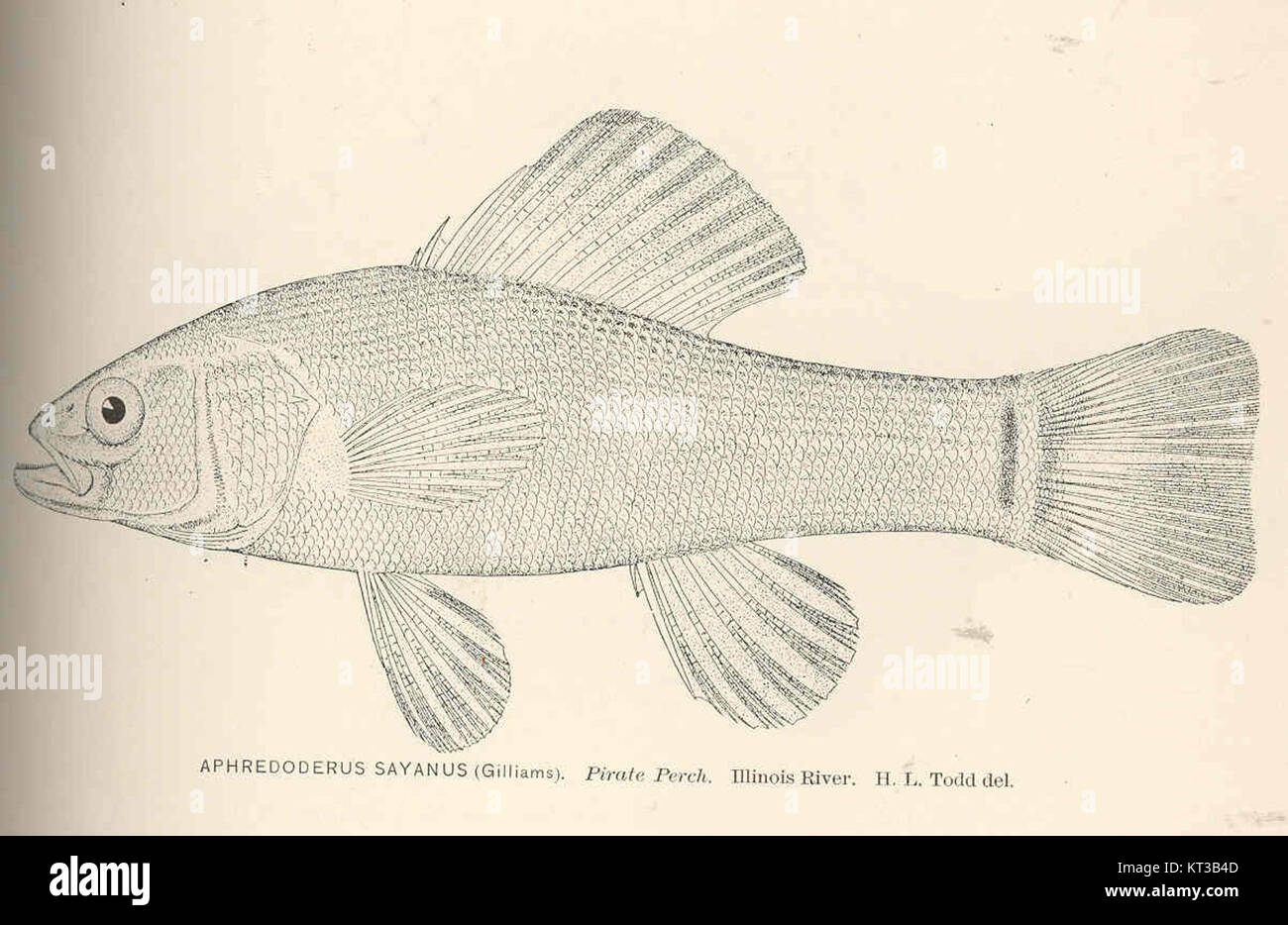 Pirate perch aphredoderus sayanus hi-res stock photography and images ...