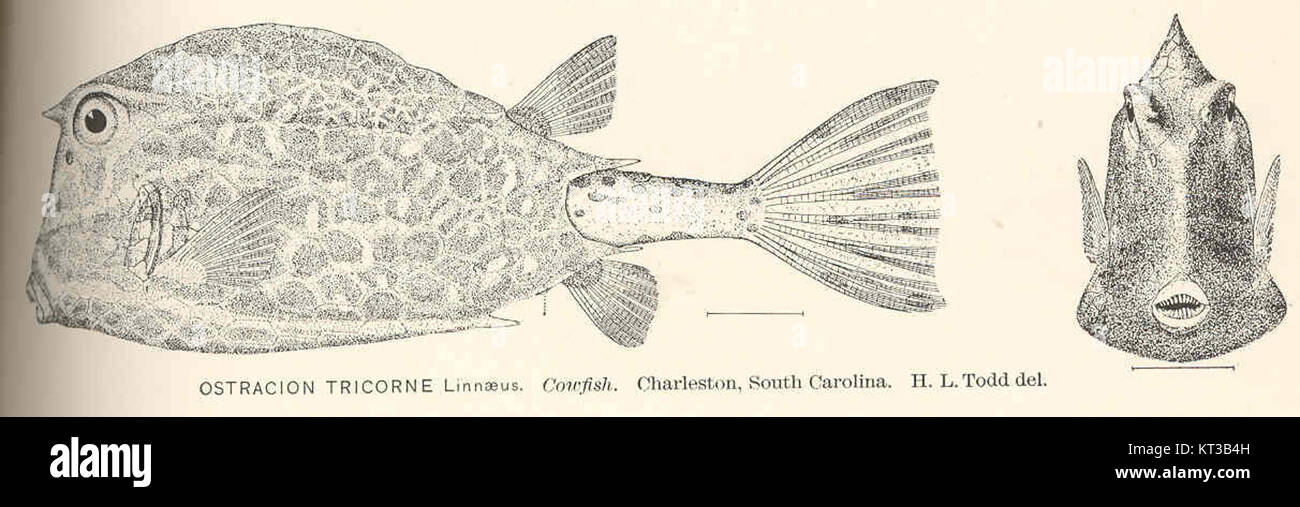 Boxfish underwater in ocean wildlife hi-res stock photography and ...