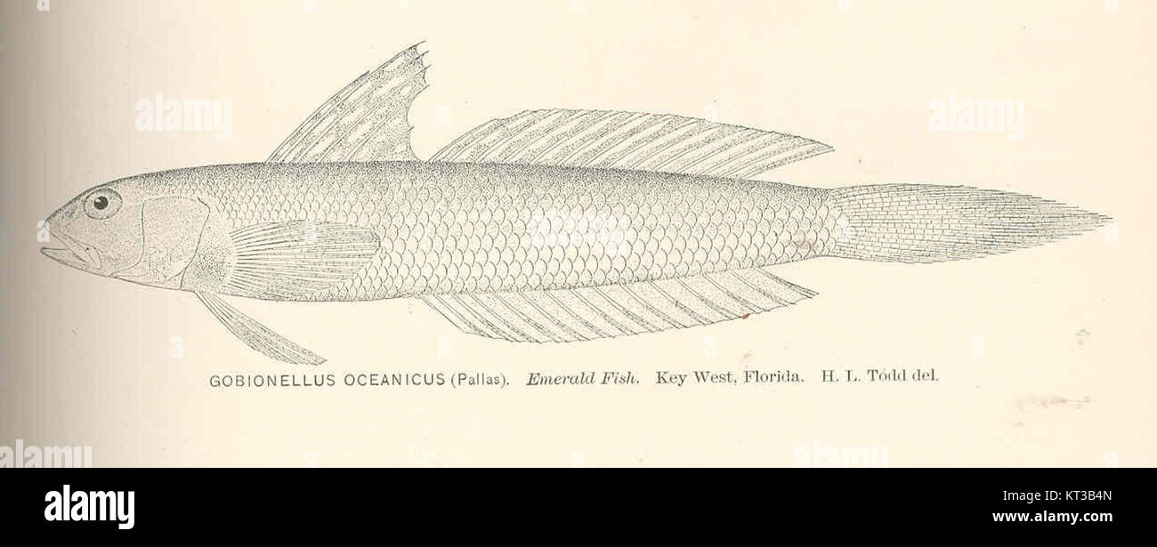 A photograph of Gobionellus oceanicus, commonly known as the Highfin ...