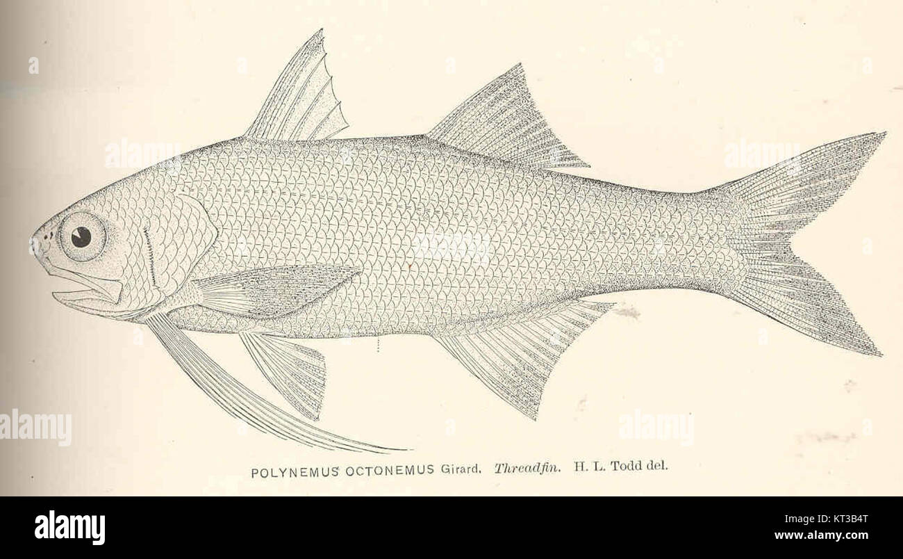 Threadlike fish hi-res stock photography and images - Alamy