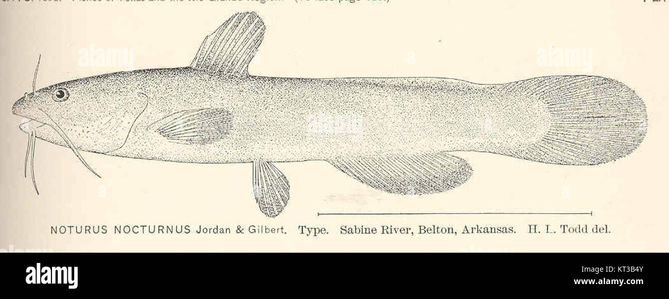 Nocturnus hi-res stock photography and images - Alamy