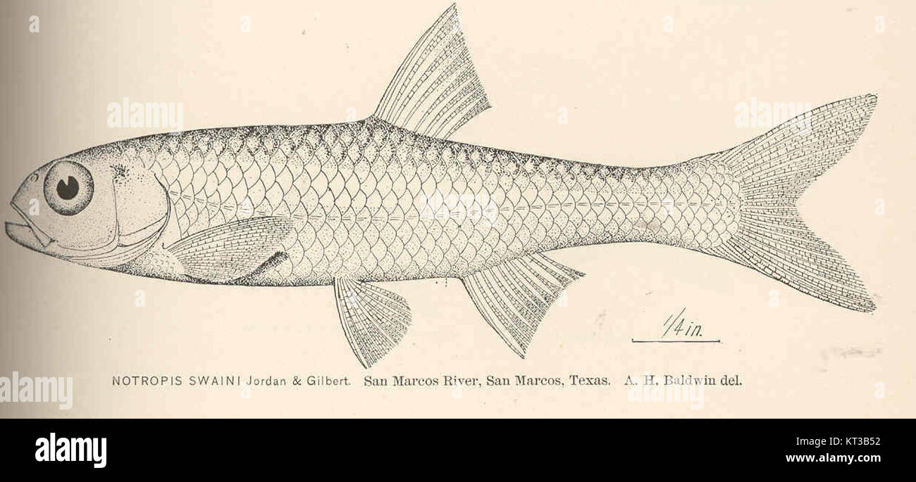 Shiner fish hi-res stock photography and images - Alamy