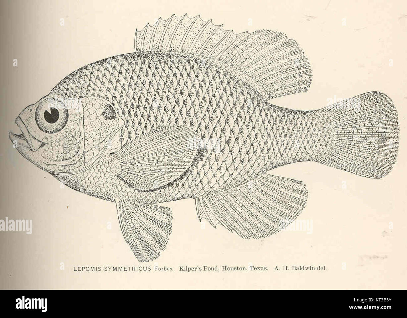 Lepomis symmetricus, commonly known as the longear sunfish, was ...